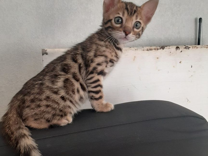 Бенгальские котята