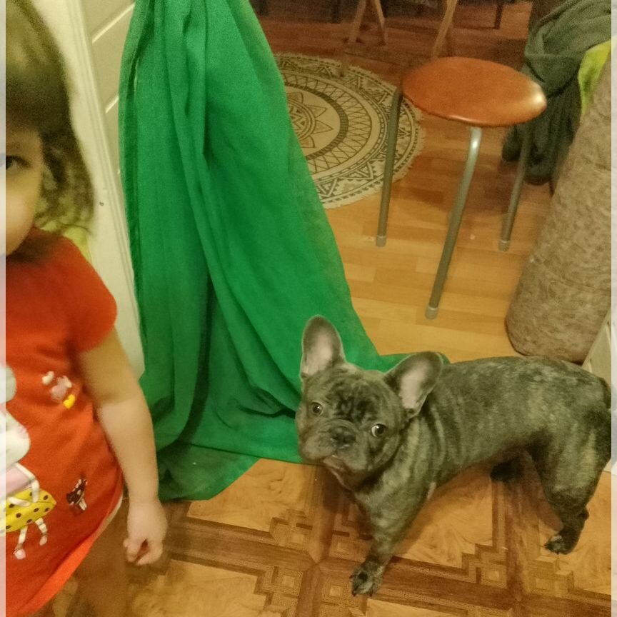 Французский бульдог, щенок