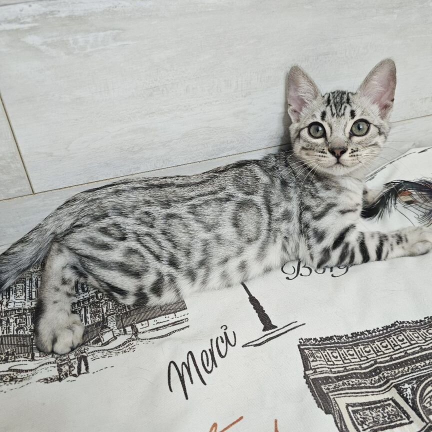 Бенгальская Принцесса