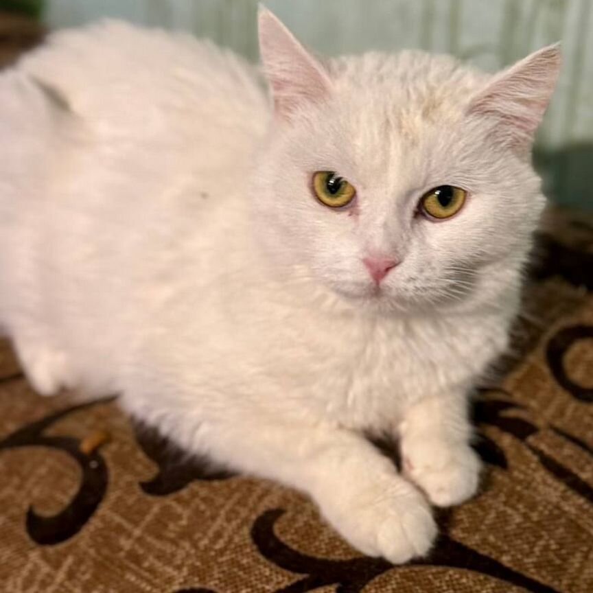 Взрослая, Девочка кошка в добрые руки