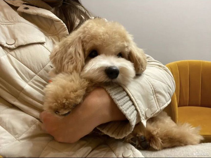 Мальтипу взрослые подростки и щенки