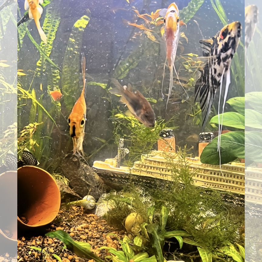 Золотистый коридорас