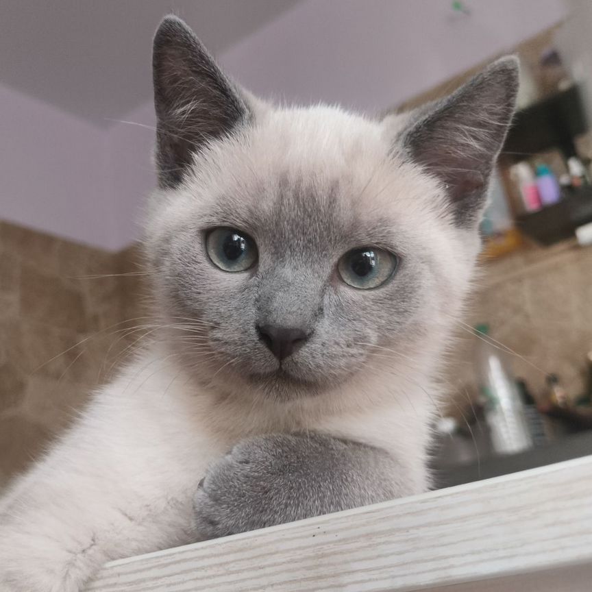 Котенок 3,5 мес