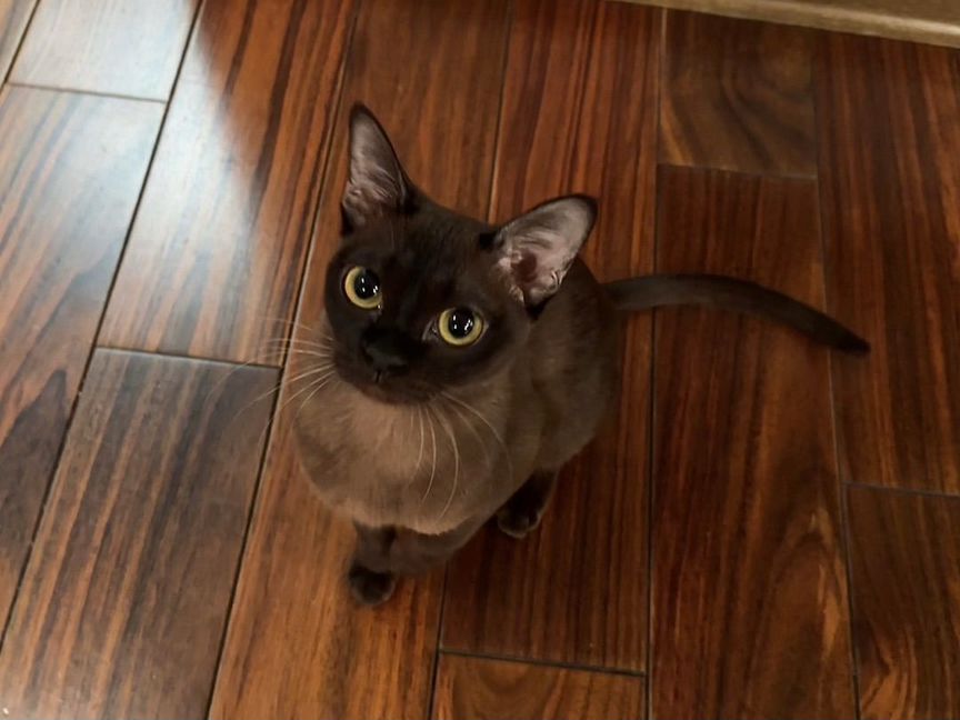 Бурманская кошка