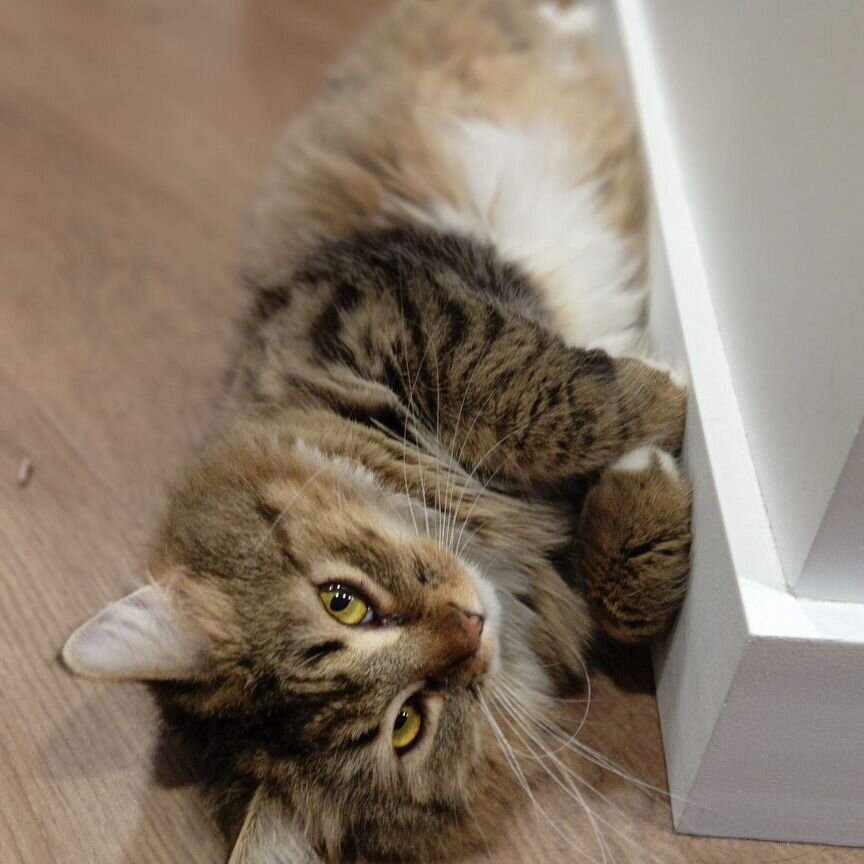 Кошка стерилизованная в добрые руки