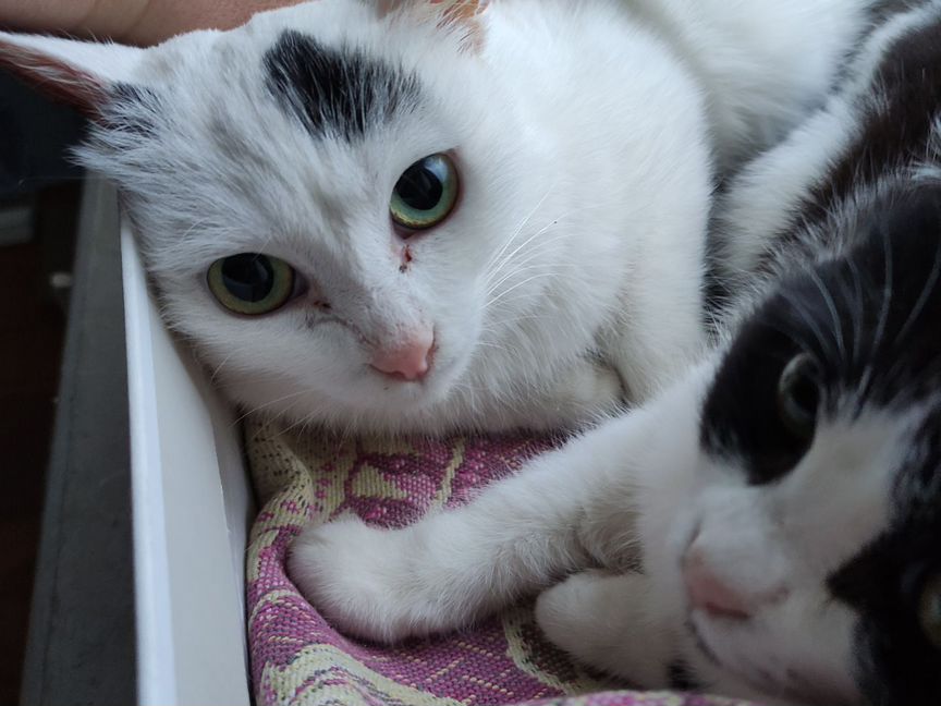 Кошка