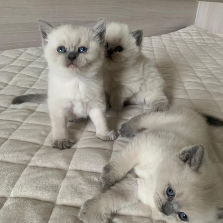 Продаются котята
