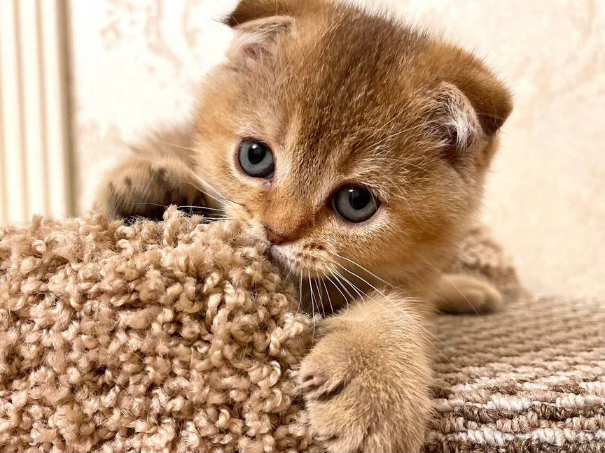 Элитный Вислоухий котик Золотой плюшевый