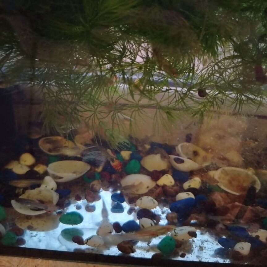 Рыбки гуппи(мальки)