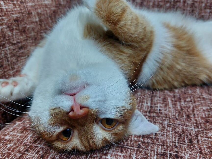 Котик подросток. 10месяцев