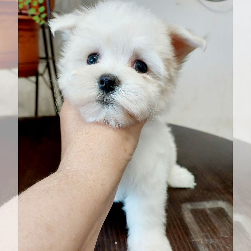 Девочки мальтезе