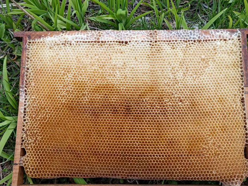 Сушь для пчел