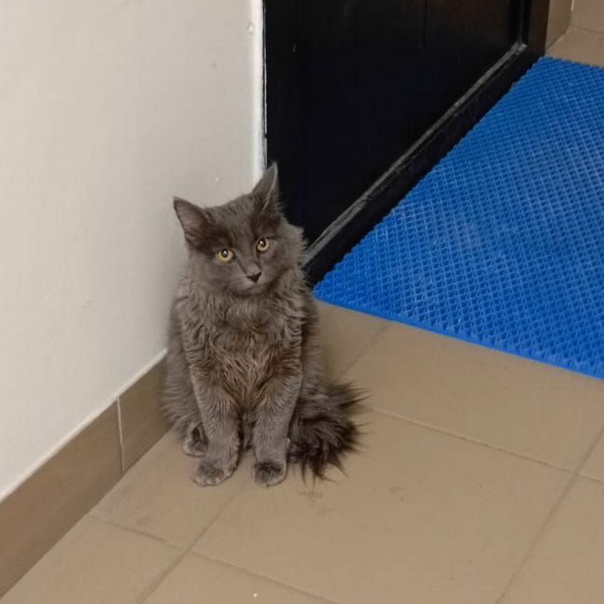 Срочный пристрой, в добрые руки