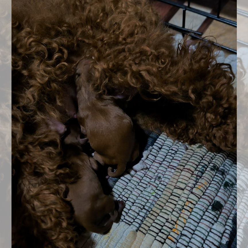 Той-пудель, щенок