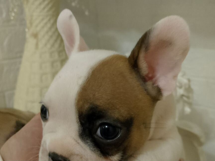 Французский бульдог щенки