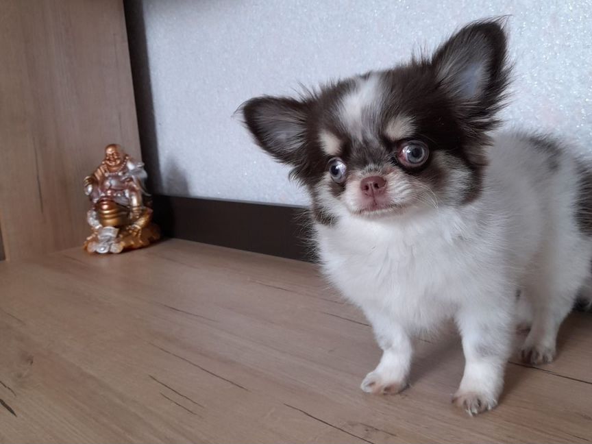 Красавчик чих