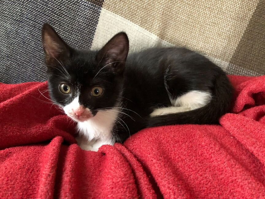 Котёнок в добрые руки, с особенностью