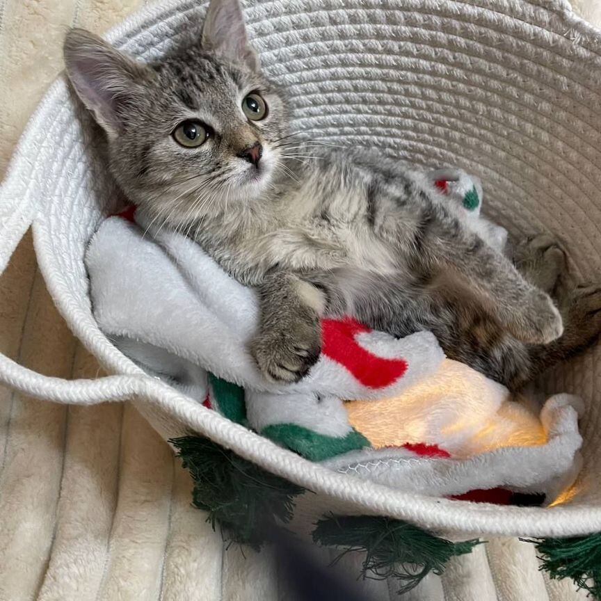 Котенок в добрые руки