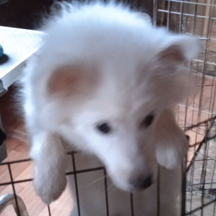 Японский шпиц, щенок