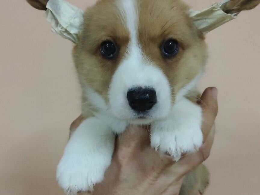 Корги кардиган