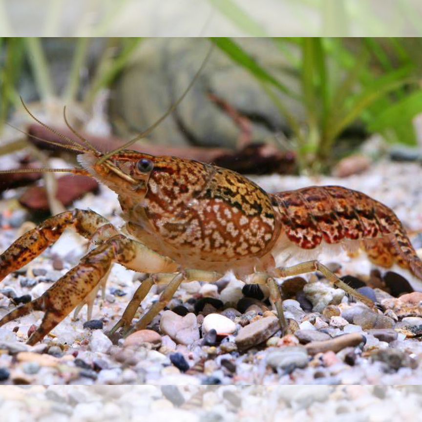 Аквариумные раки