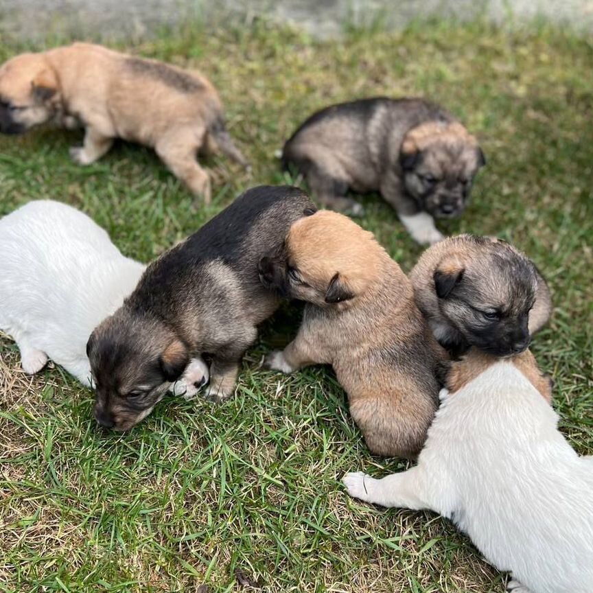 Щенок в добрые руки