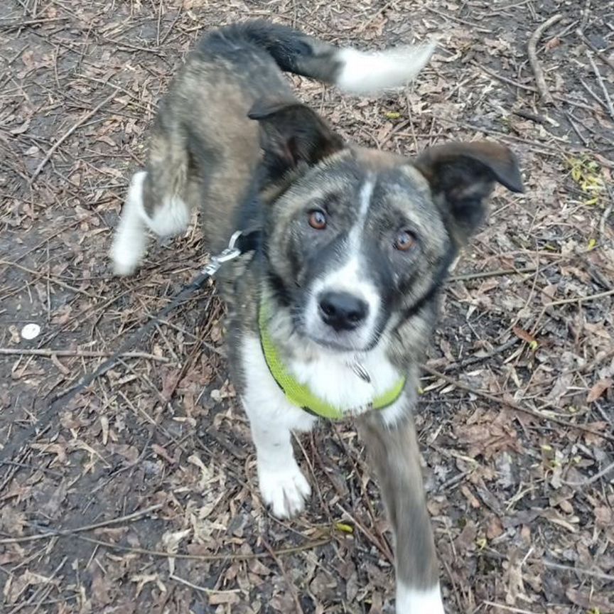 Щенок в добрые руки