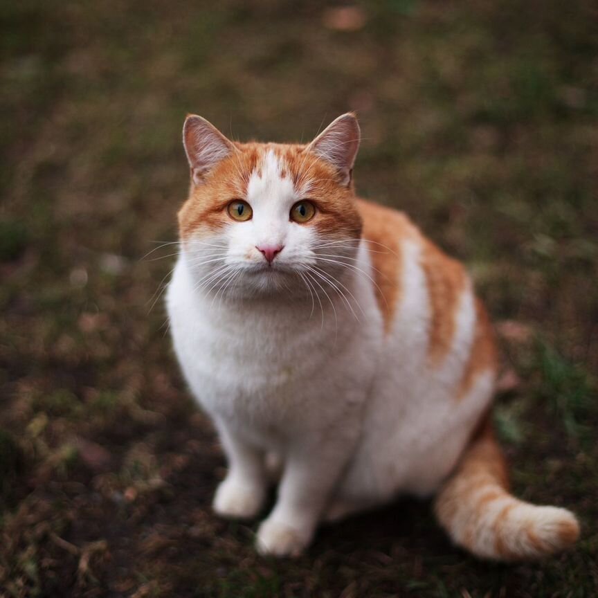 Котик ищет дом