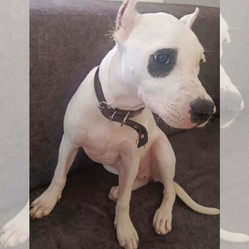 Американский стаффордширский терьер, щенок