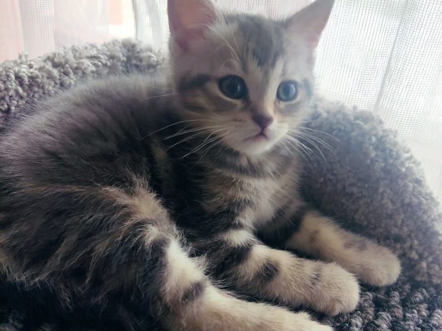 Котенок чистокровный шотландец девочка