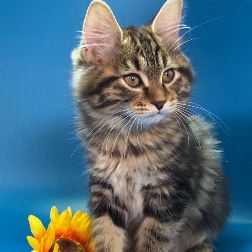 Котенок курильского бобтейла (кошка)