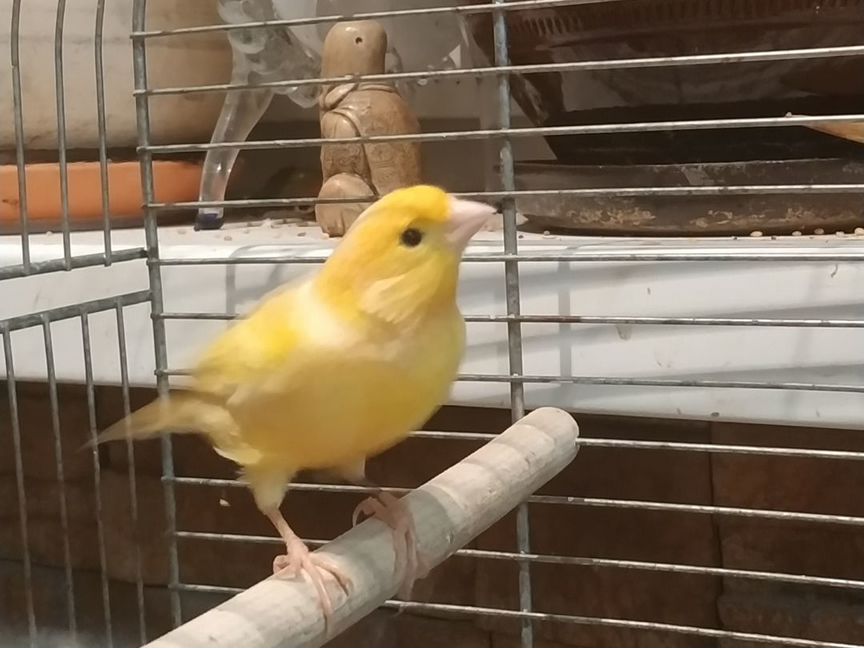 Продаются молодые кенара