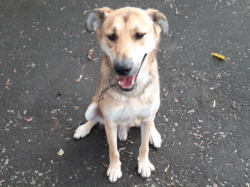 Молодой добрый пес пропадает в приюте