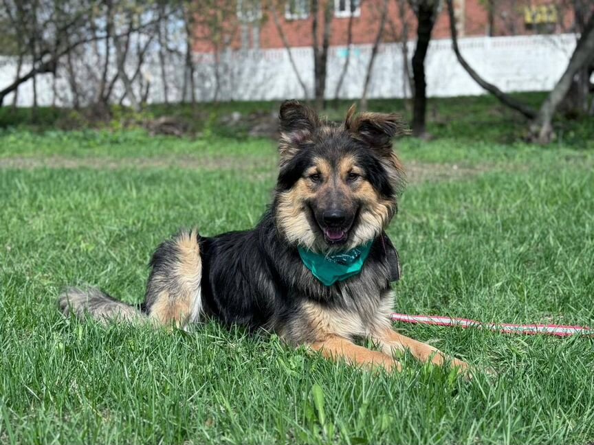 Молодой пес ищет дом