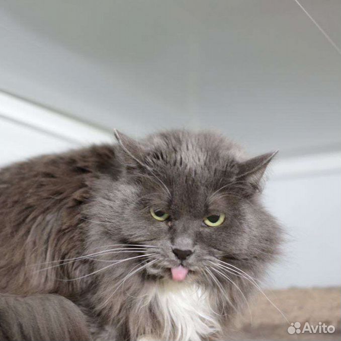 Пушистая кошка, кот, бесплатно в дар