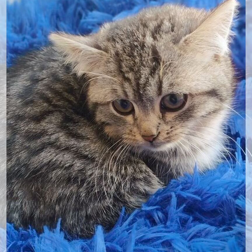 Котеночек мурчалка в добрые руки