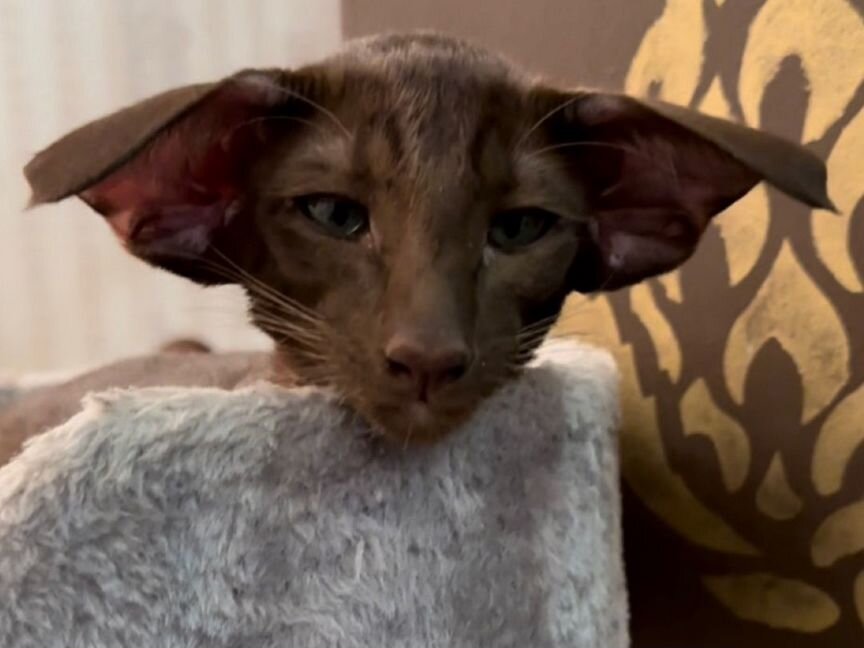 Ориентальный мальчик WCF