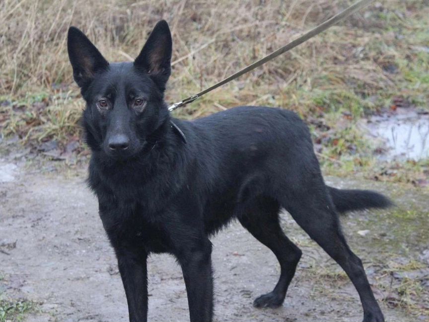 Кобель Грант в хорошую семью бесплатно