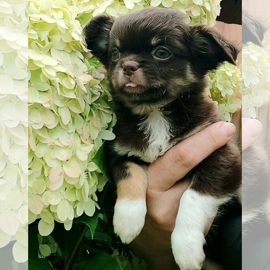 Мальчик Чихуахуа