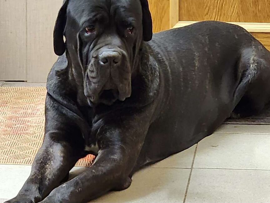 Кане Корсо отдам в очень хорошие руки