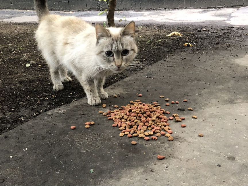 Выкинули кошку