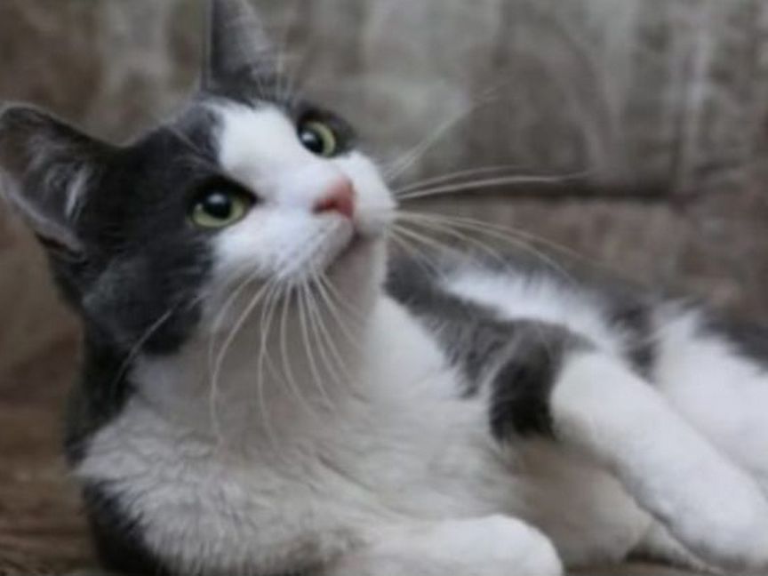 Шотландский подрощенный котёнок