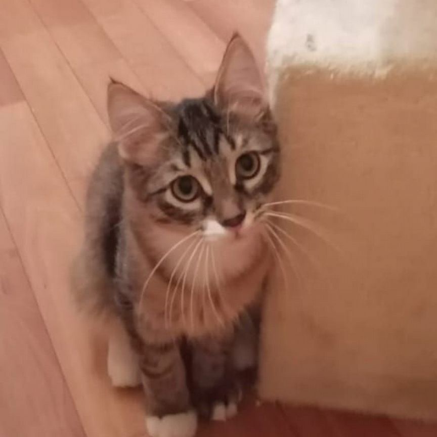 Кошечка в добрые руки