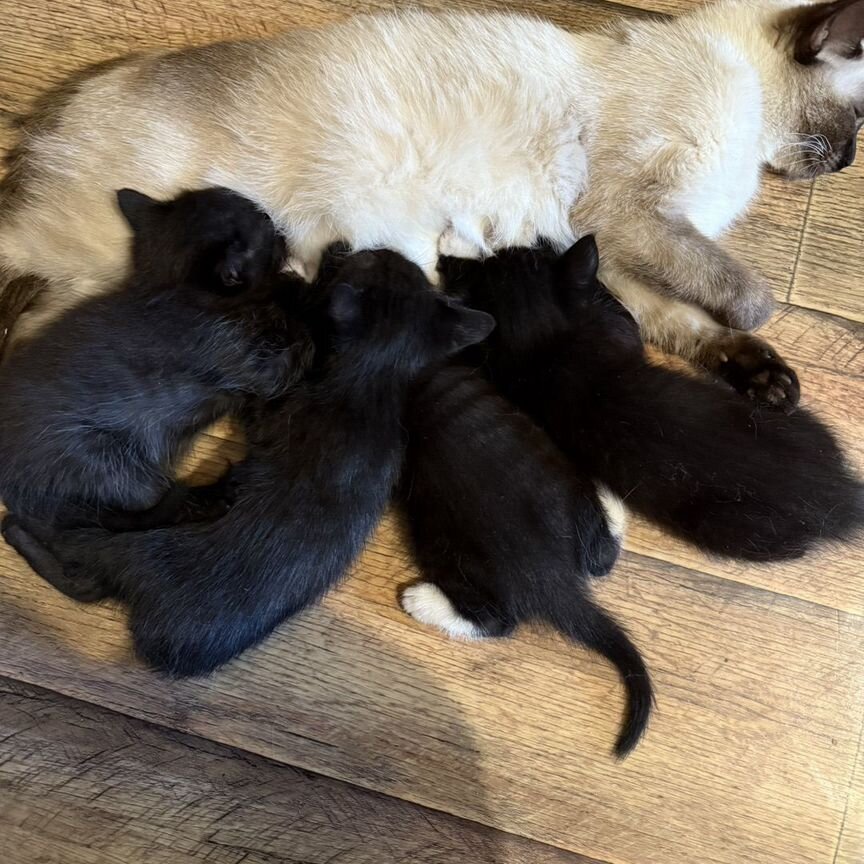 Котята