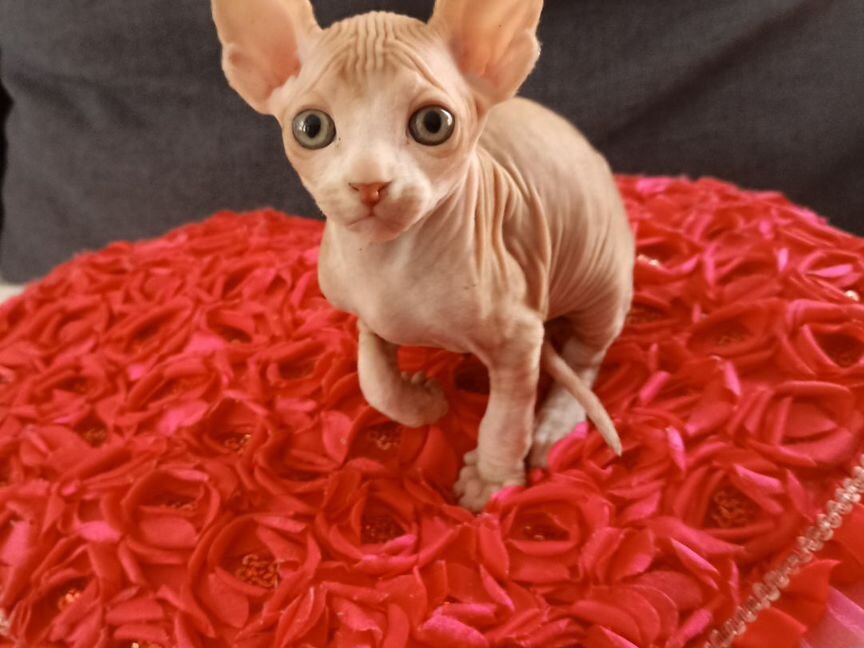Канадский сфинкс котенок