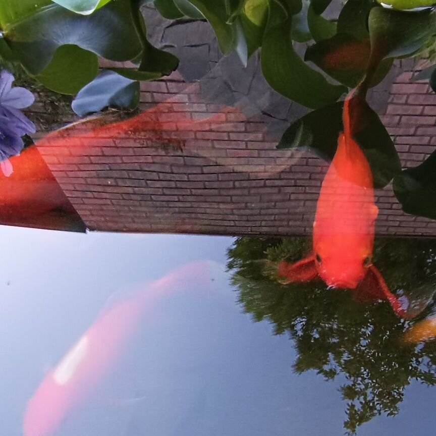 Рыбы Кометы