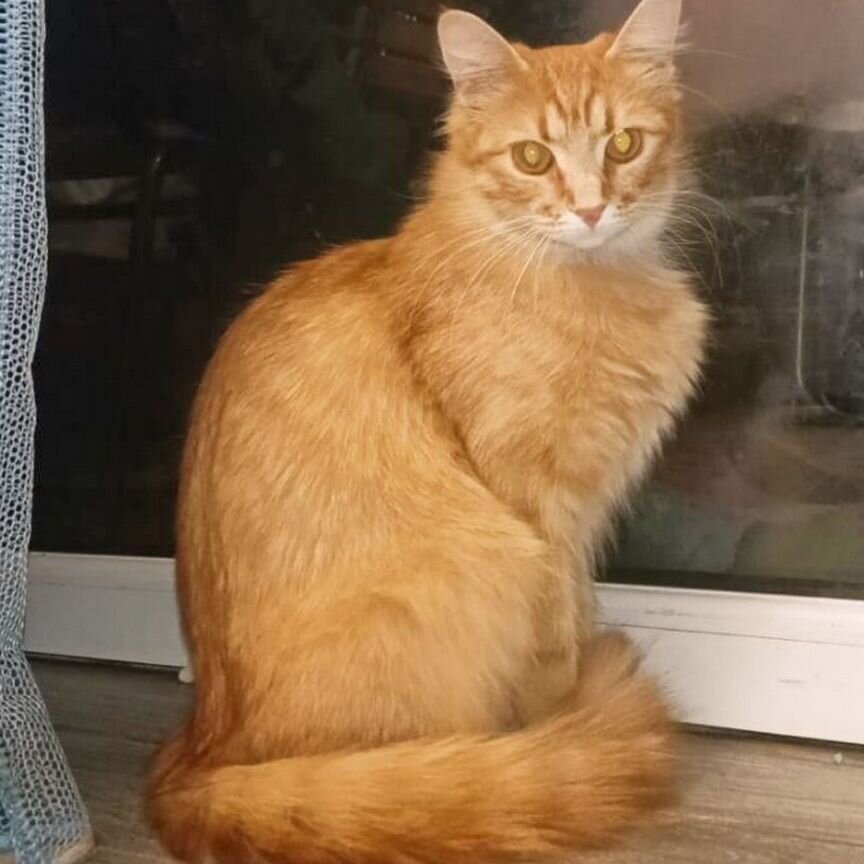 Рыжая кошка