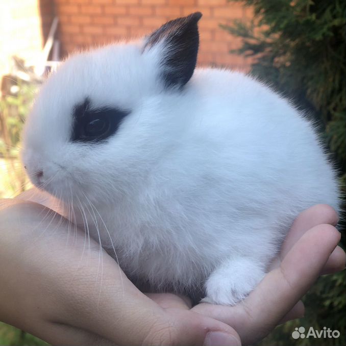Кролик декоративный мини