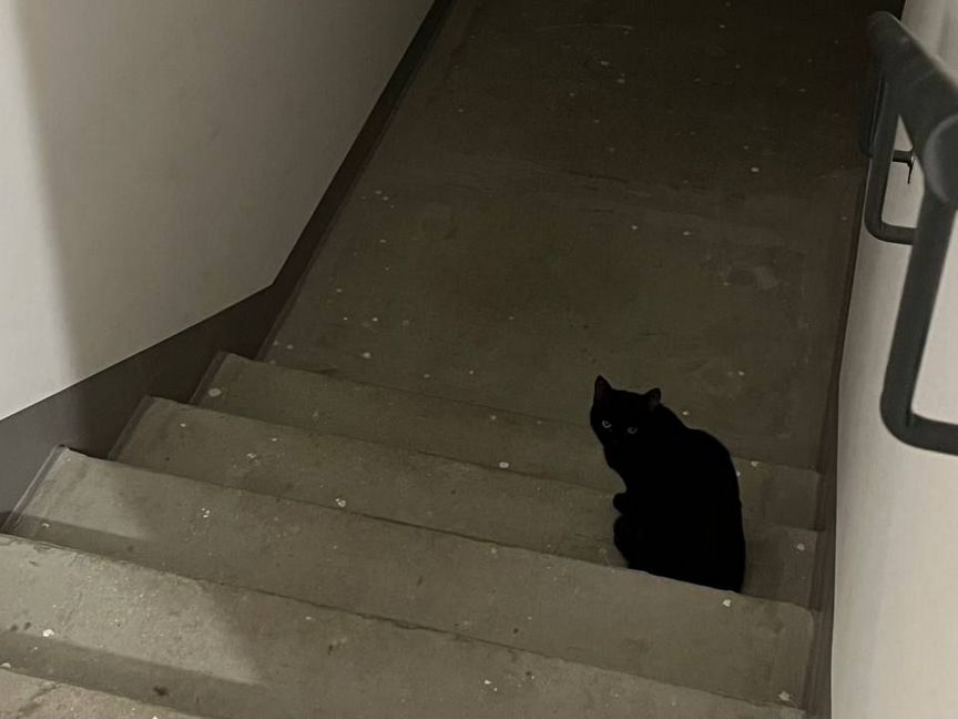 Черная кошка бесплатно