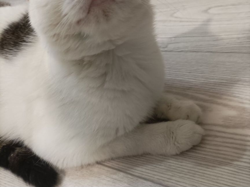 Кошка подросток сибирская